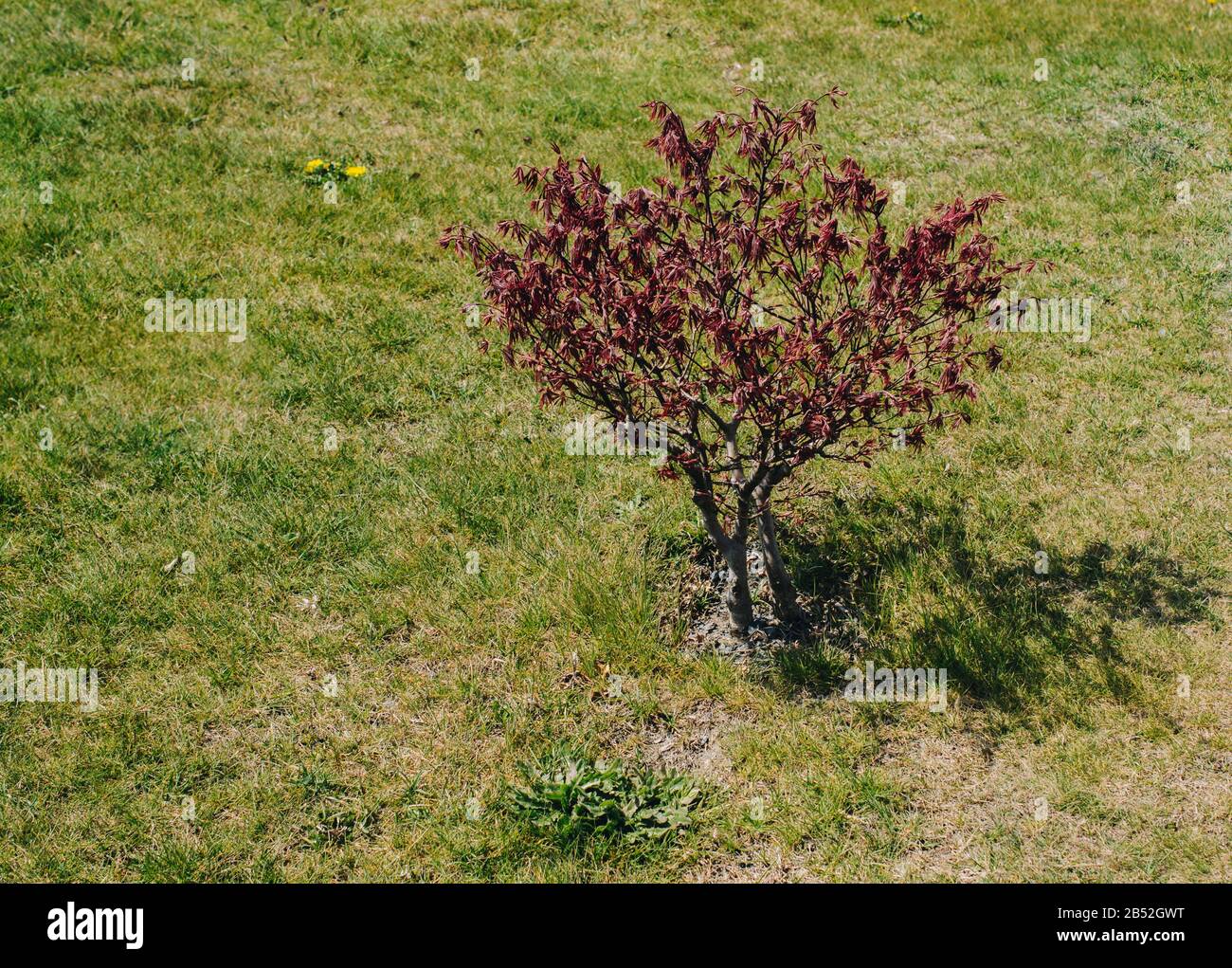Very young small oak tree in pine forest in summer hi-res stock ...