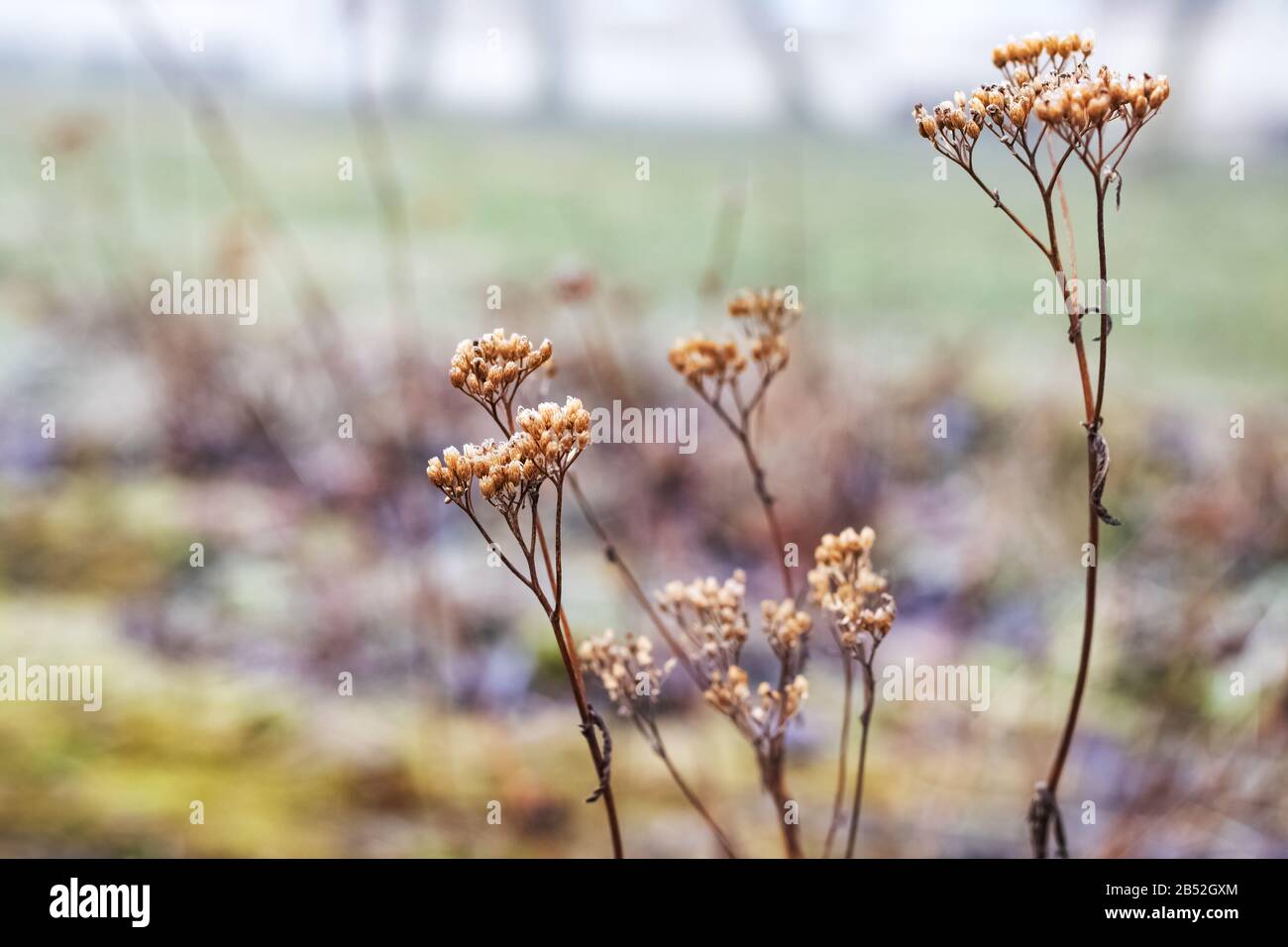 Branches of yellow icy grass in autumn at sunrise Stock Photo - Alamy