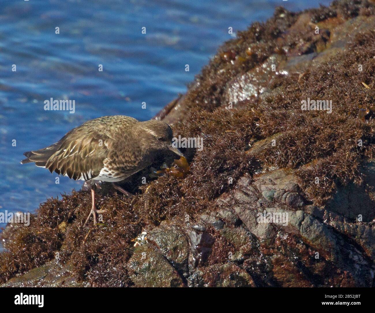 Black turnstone hi-res stock photography and images - Alamy