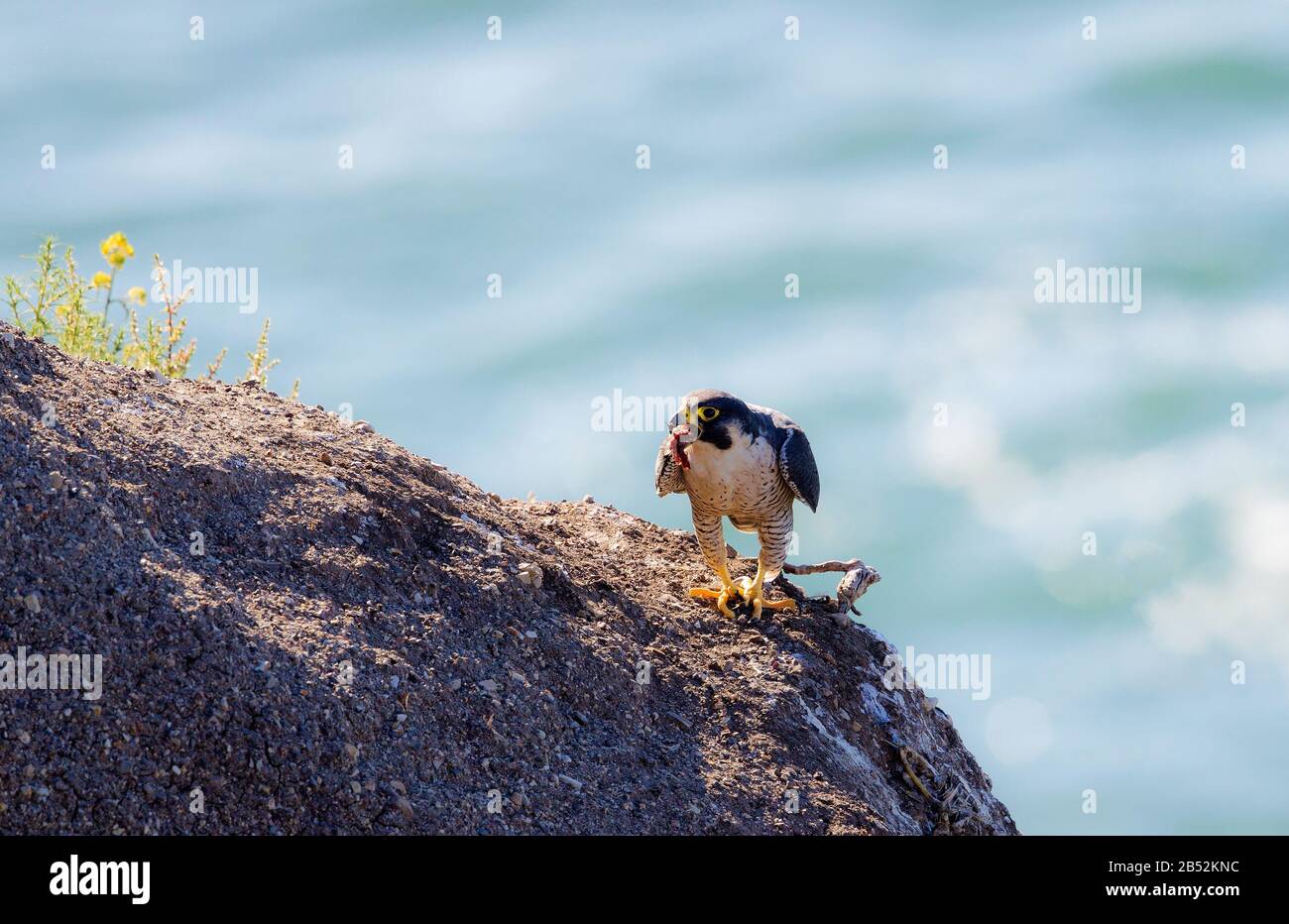 Peregrine falcon female eating prey hi-res stock photography and images ...