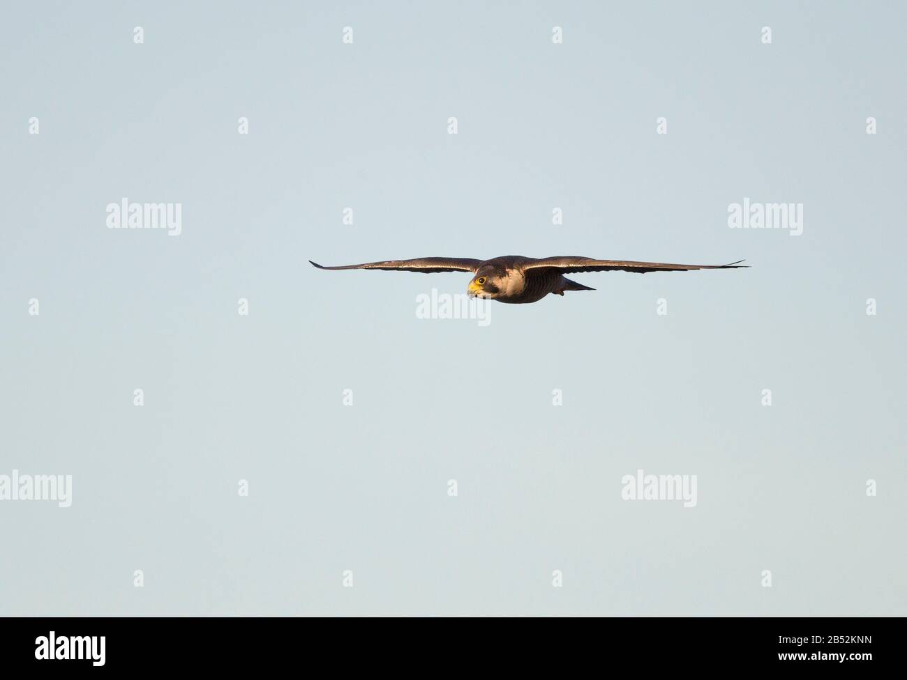 Peregrine falcon in flight hi-res stock photography and images - Alamy