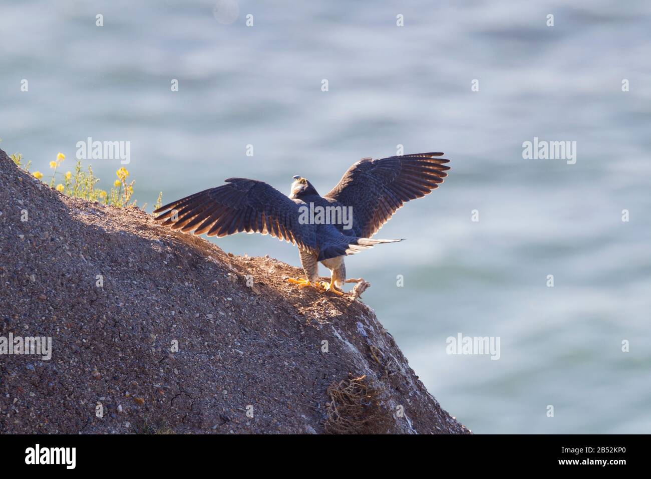 Falcon spreading its wings hi-res stock photography and images - Alamy