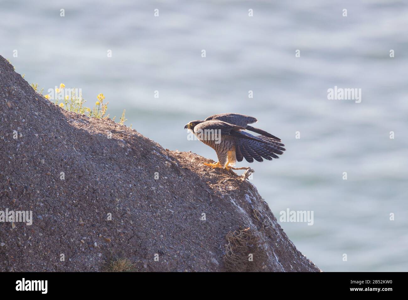 Peregrine falcon spreading tail feathers hi-res stock photography and ...
