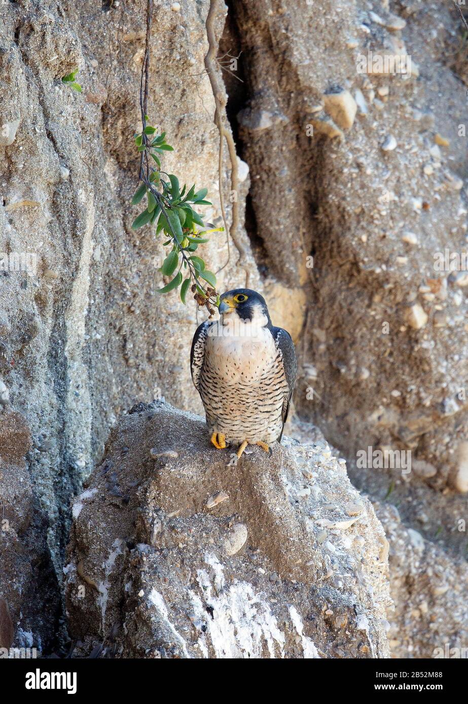 Peregrine falcon female perched on steep cliffside hi-res stock ...