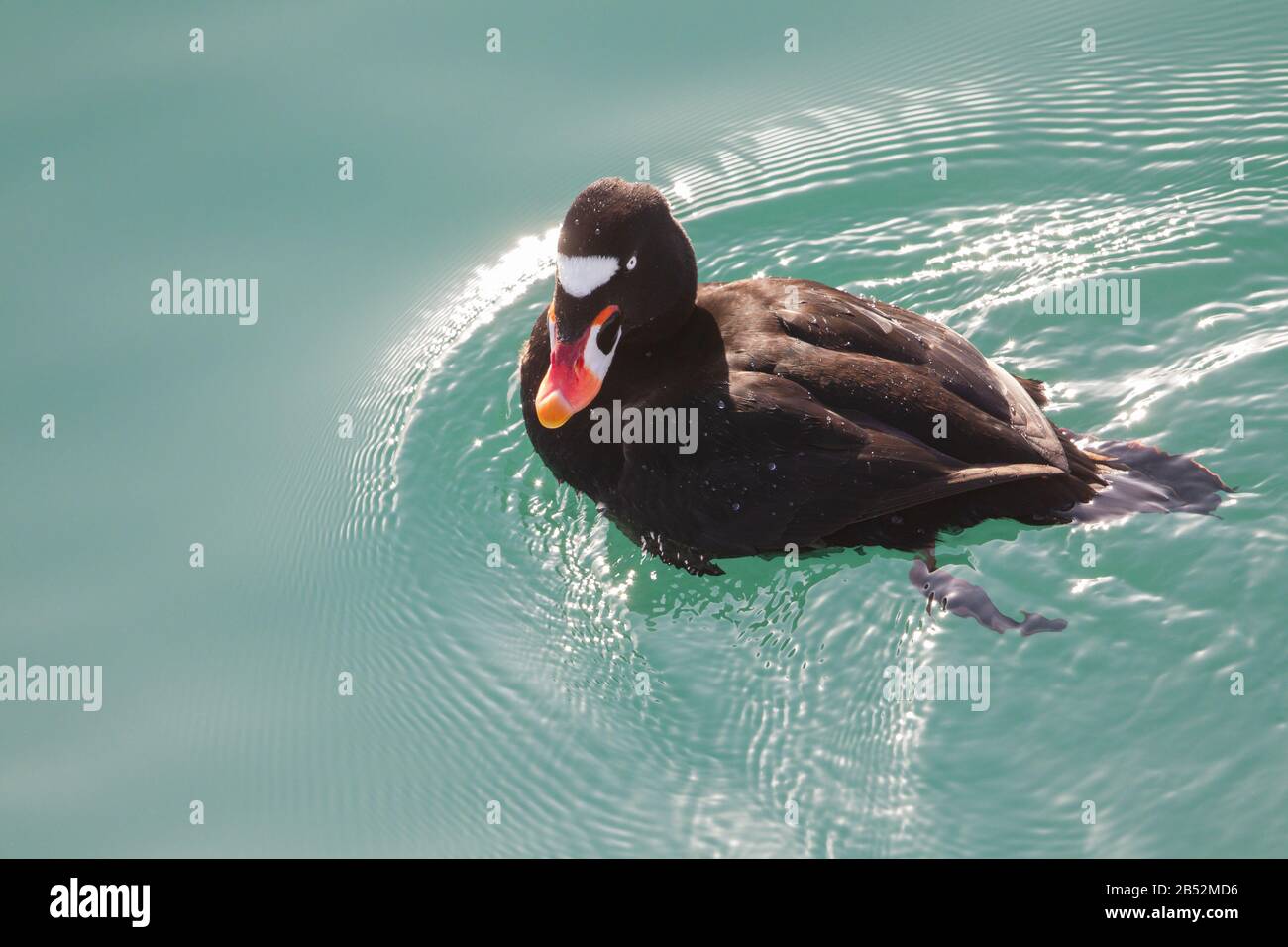 Surf Scoter Male Drake Stock Photo - Alamy