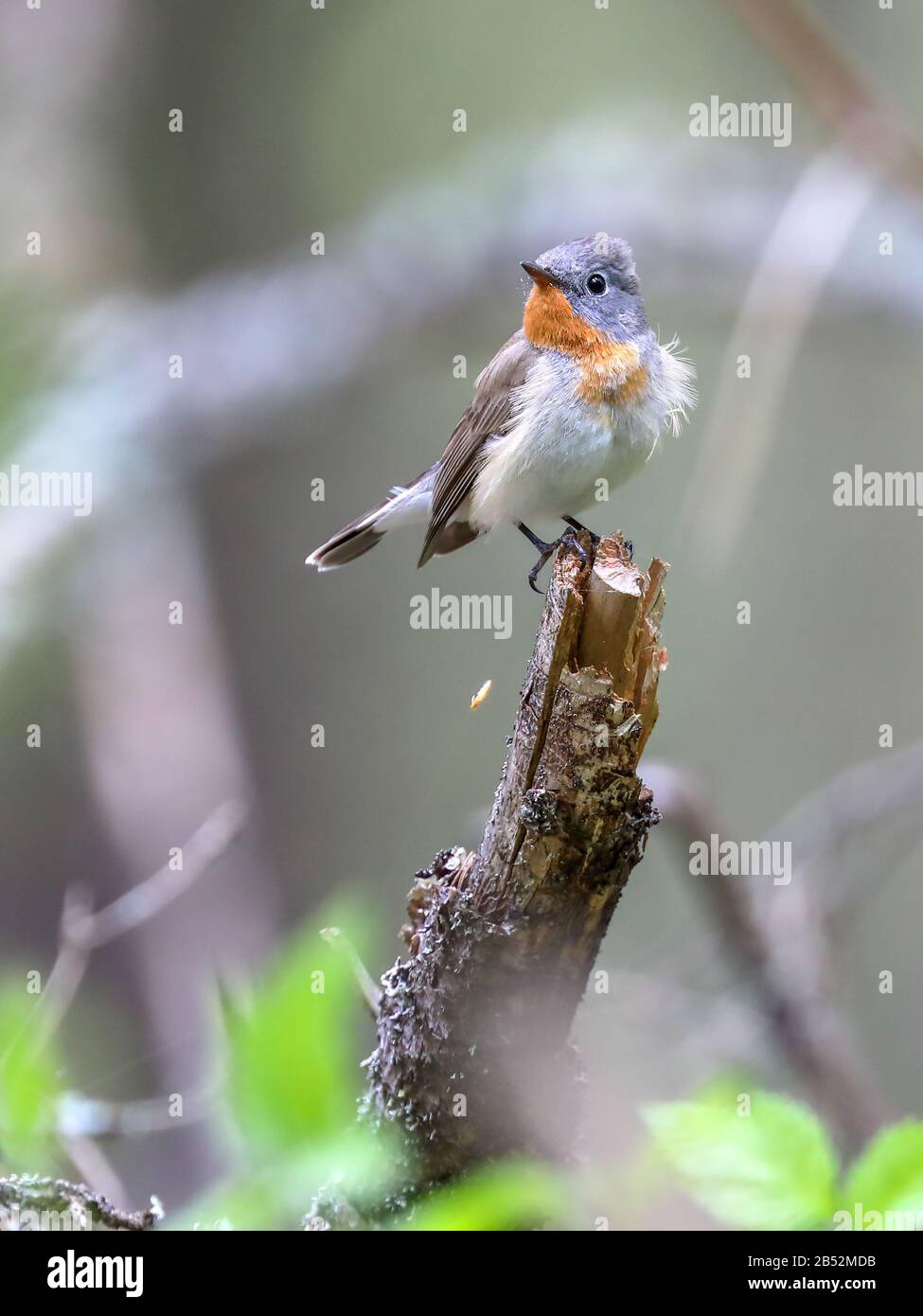 Male red breasted flycatcher hi-res stock photography and images - Alamy