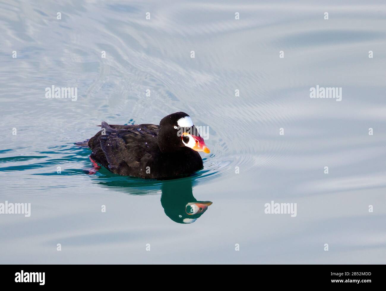 Surf Scoter Male Drake Stock Photo - Alamy