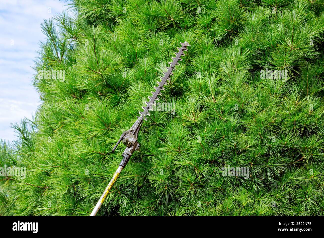 Cutting trimmer to cut branches tree branches with a pole chain saw ...