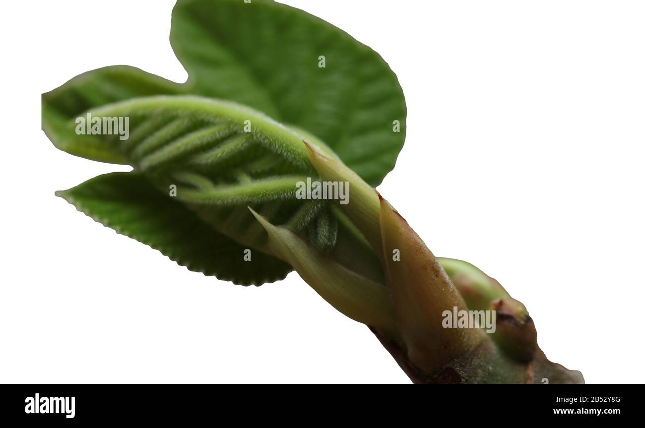 Sea fig Cut Out Stock Images & Pictures - Alamy