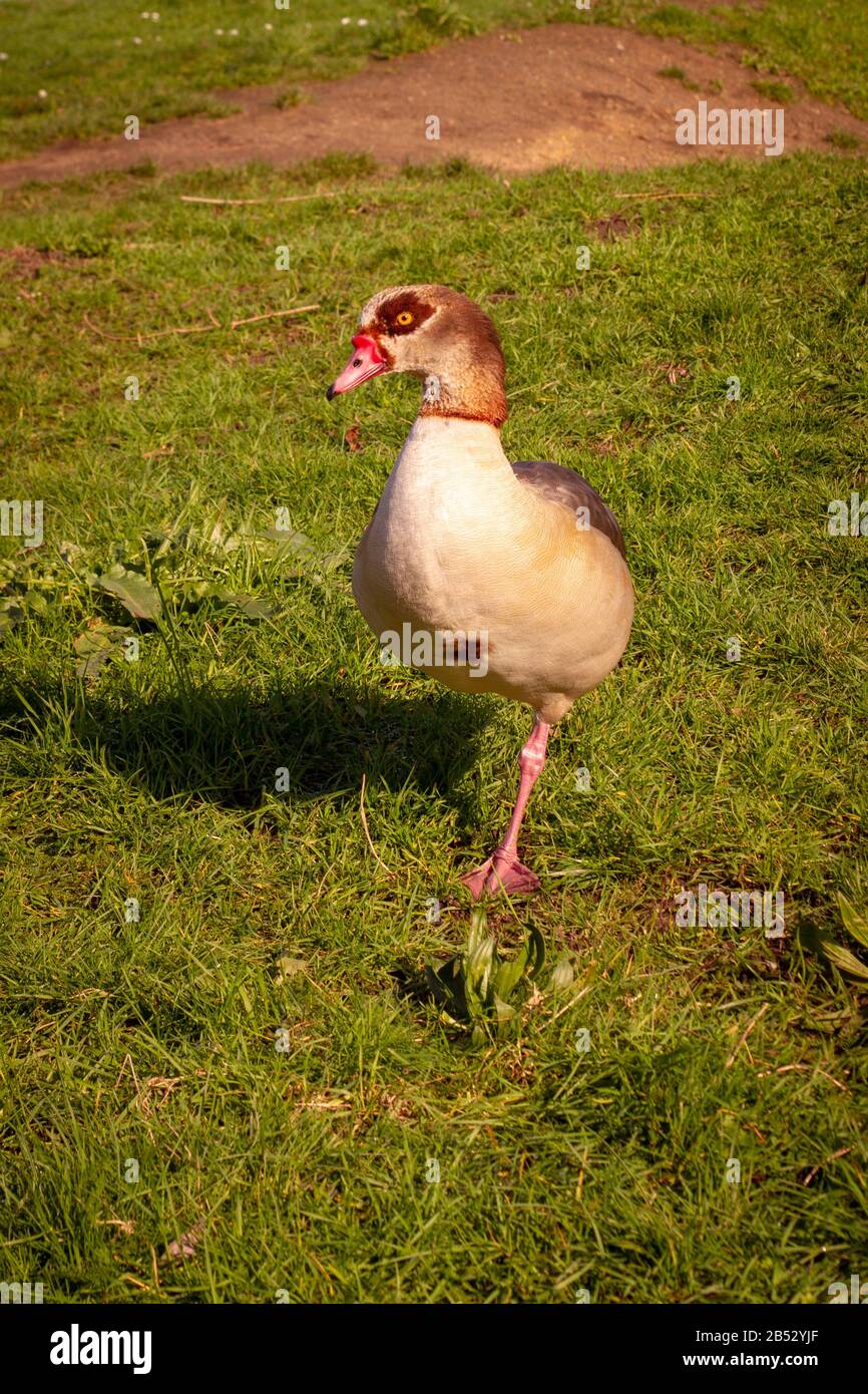 Egyptian Goose chilling in the London sunshine Stock Photo - Alamy