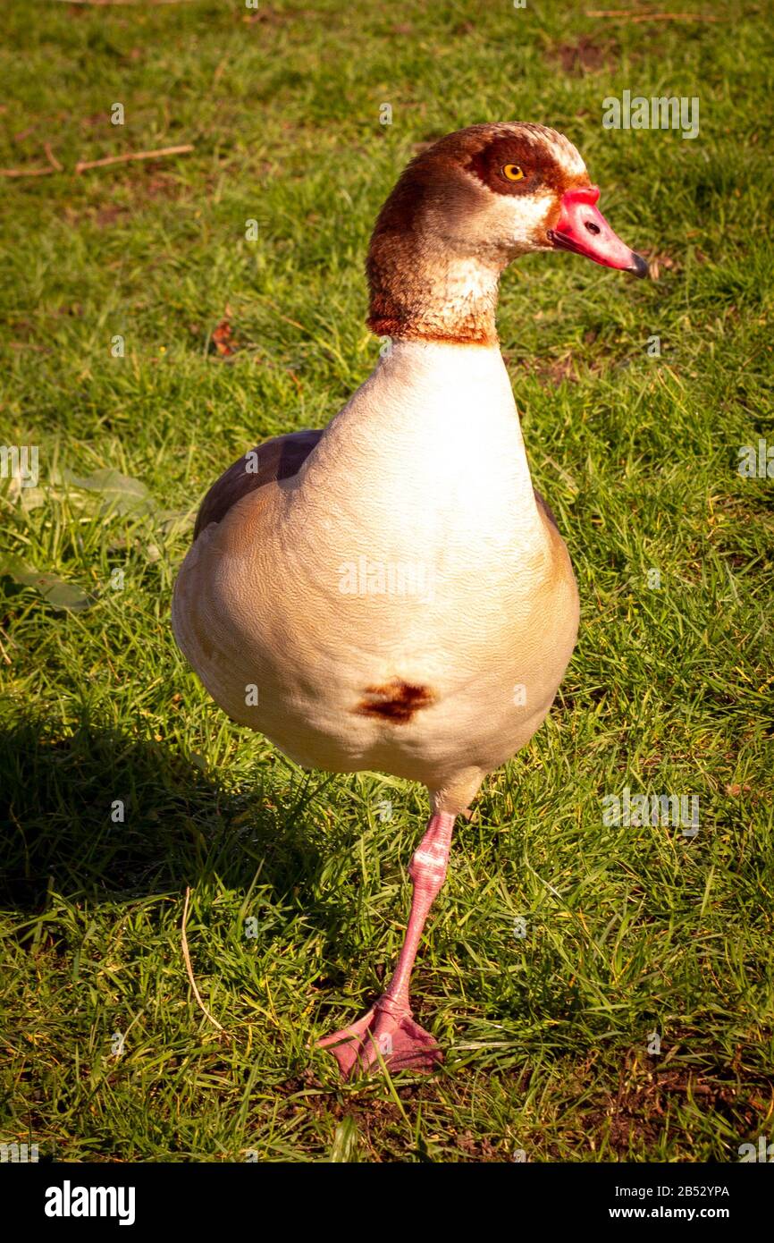 Egyptian Goose chilling in the London sunshine Stock Photo - Alamy