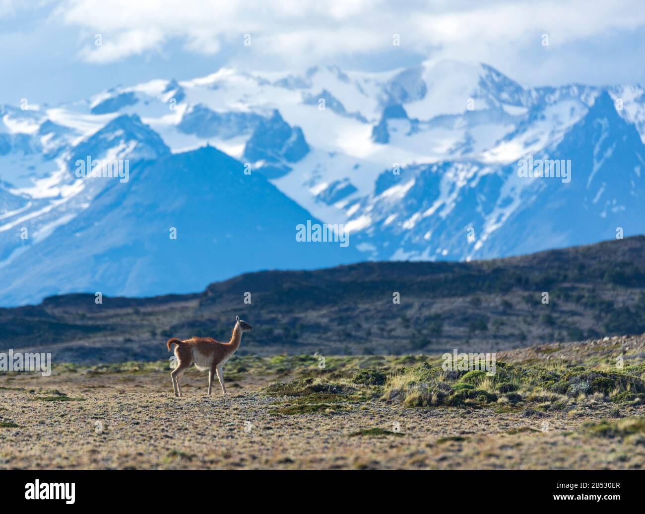Guanaco and argentina hi-res stock photography and images - Alamy