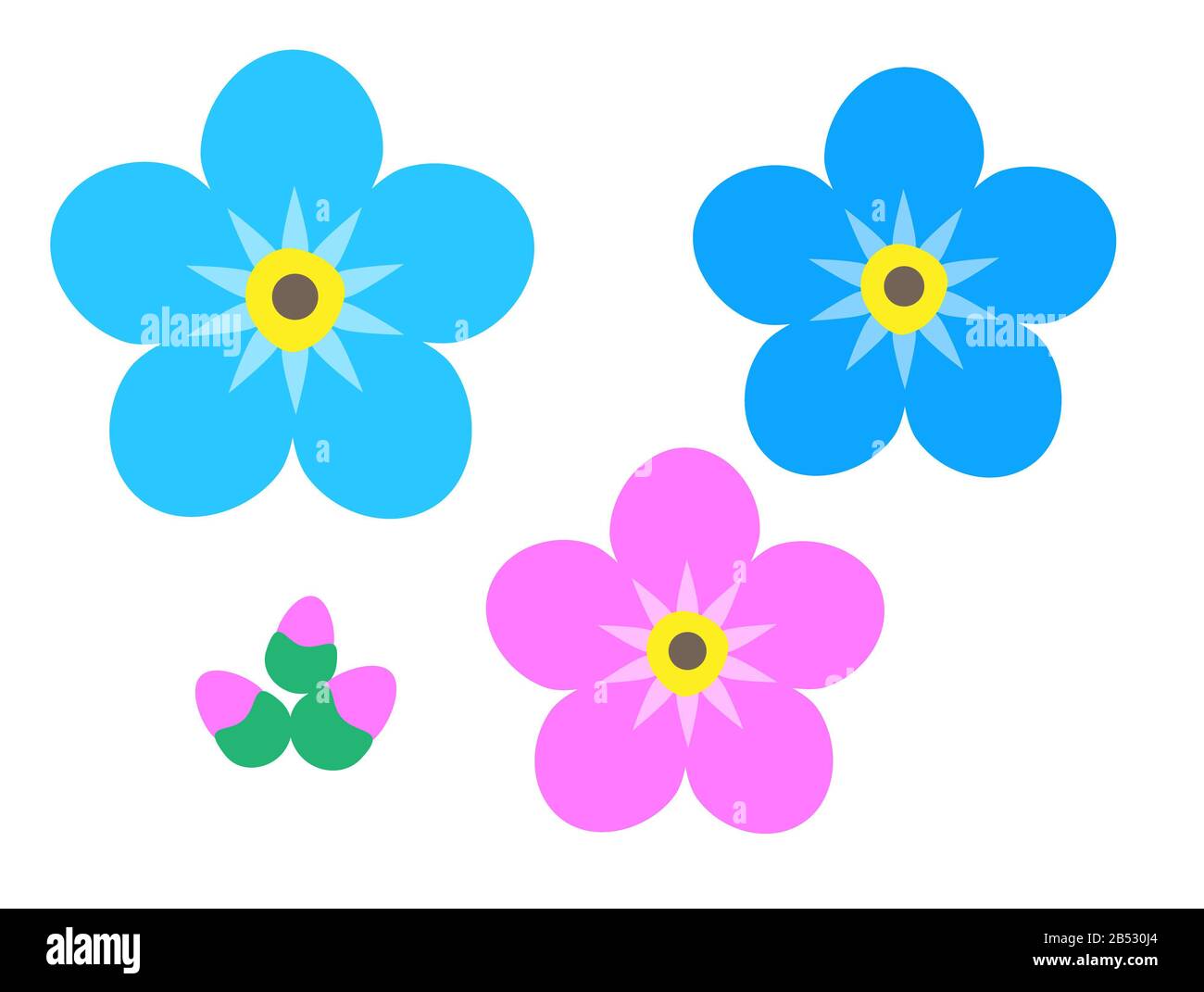 Forget me not flower isolated on white background. Blue and pink bloom ...