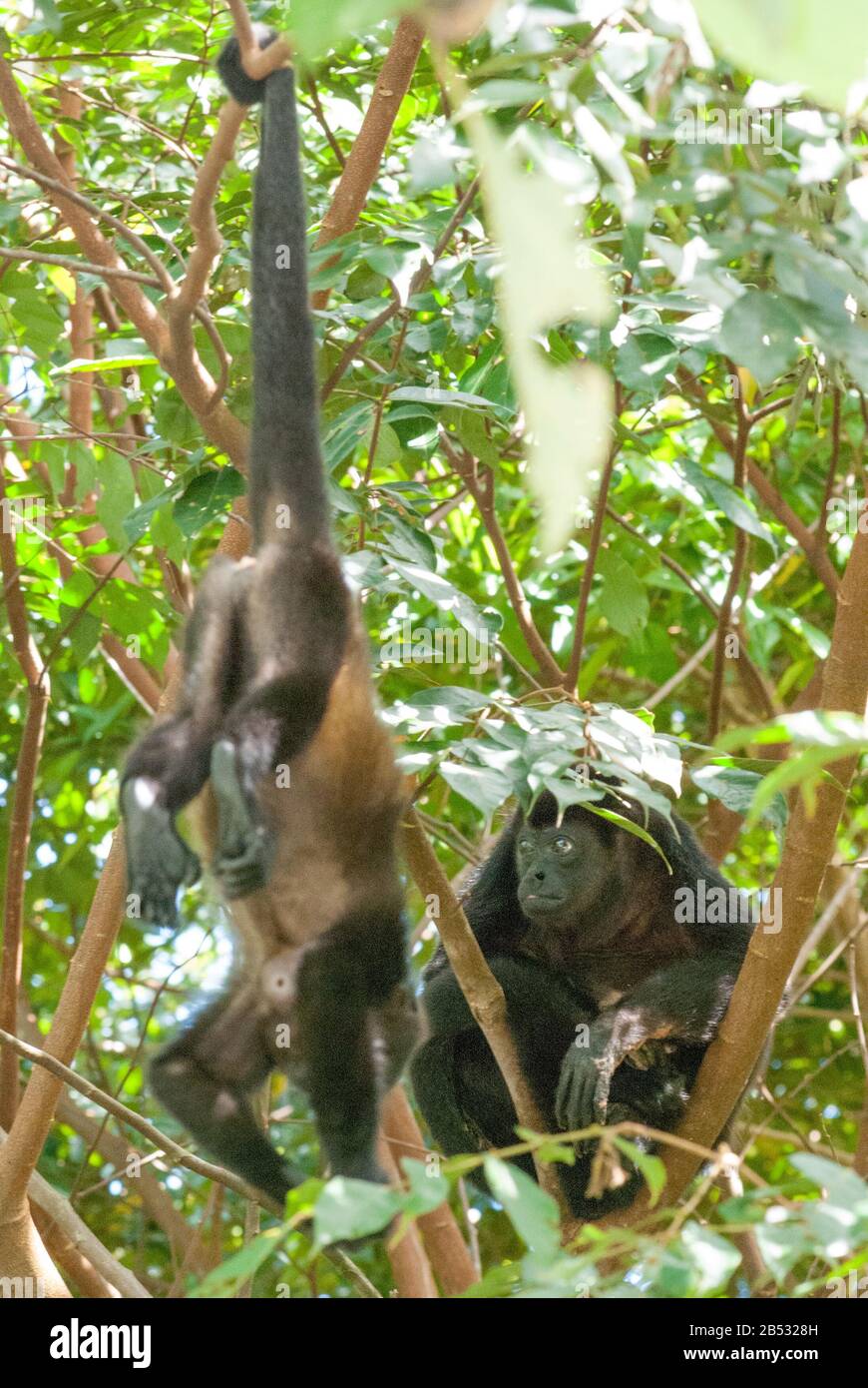 Two Howler Monkeys Stock Photo - Alamy