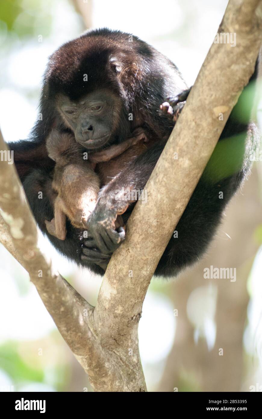 Howler Monkey and Baby Stock Photo - Alamy