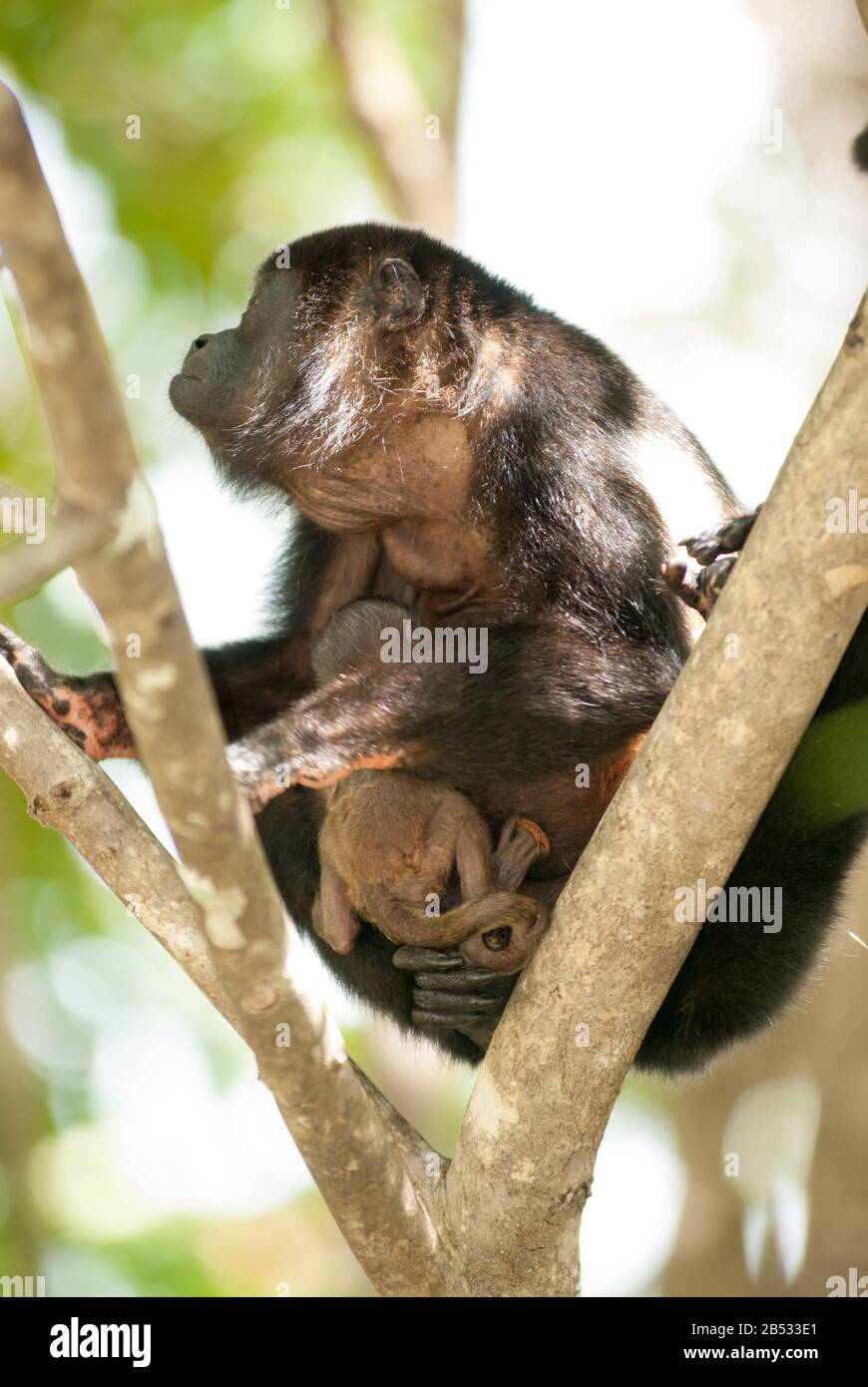 Howler Monkey and Baby Stock Photo - Alamy
