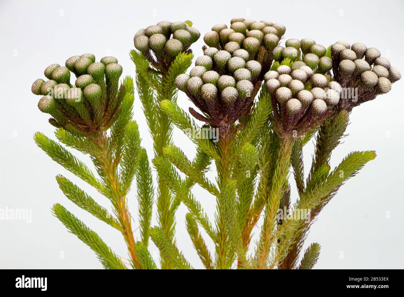Brunia albiflora hi-res stock photography and images - Alamy