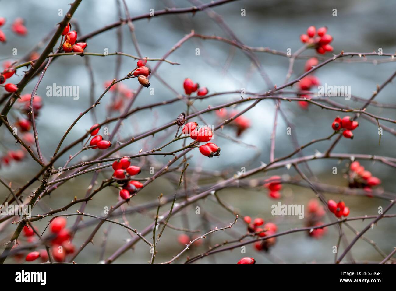 Red rose hips on a shrub at the rur river in Monschau, Germany Stock ...