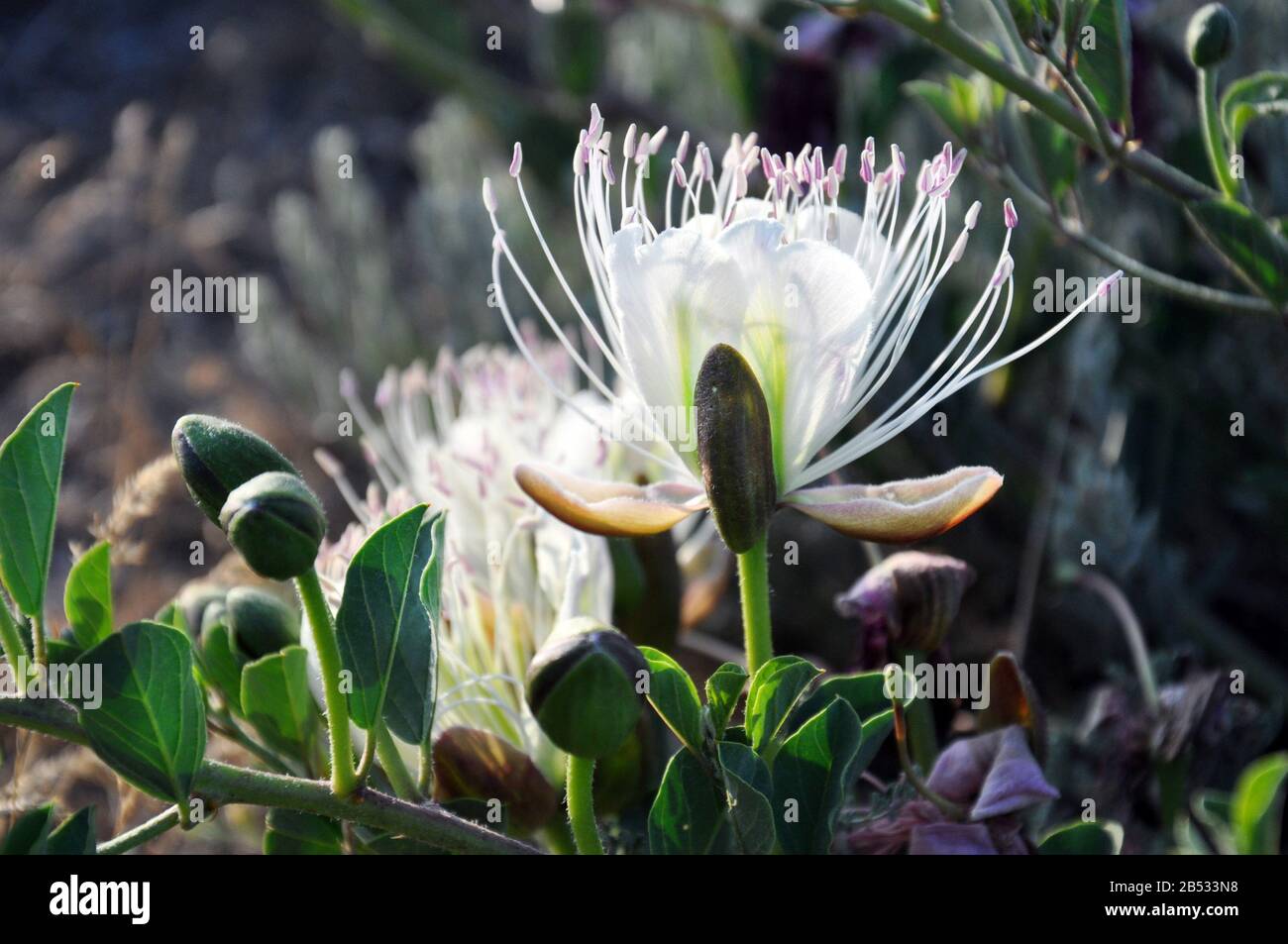 Closeup. Blooming flowers of caper shrub (capparis spinosa). The caper ...