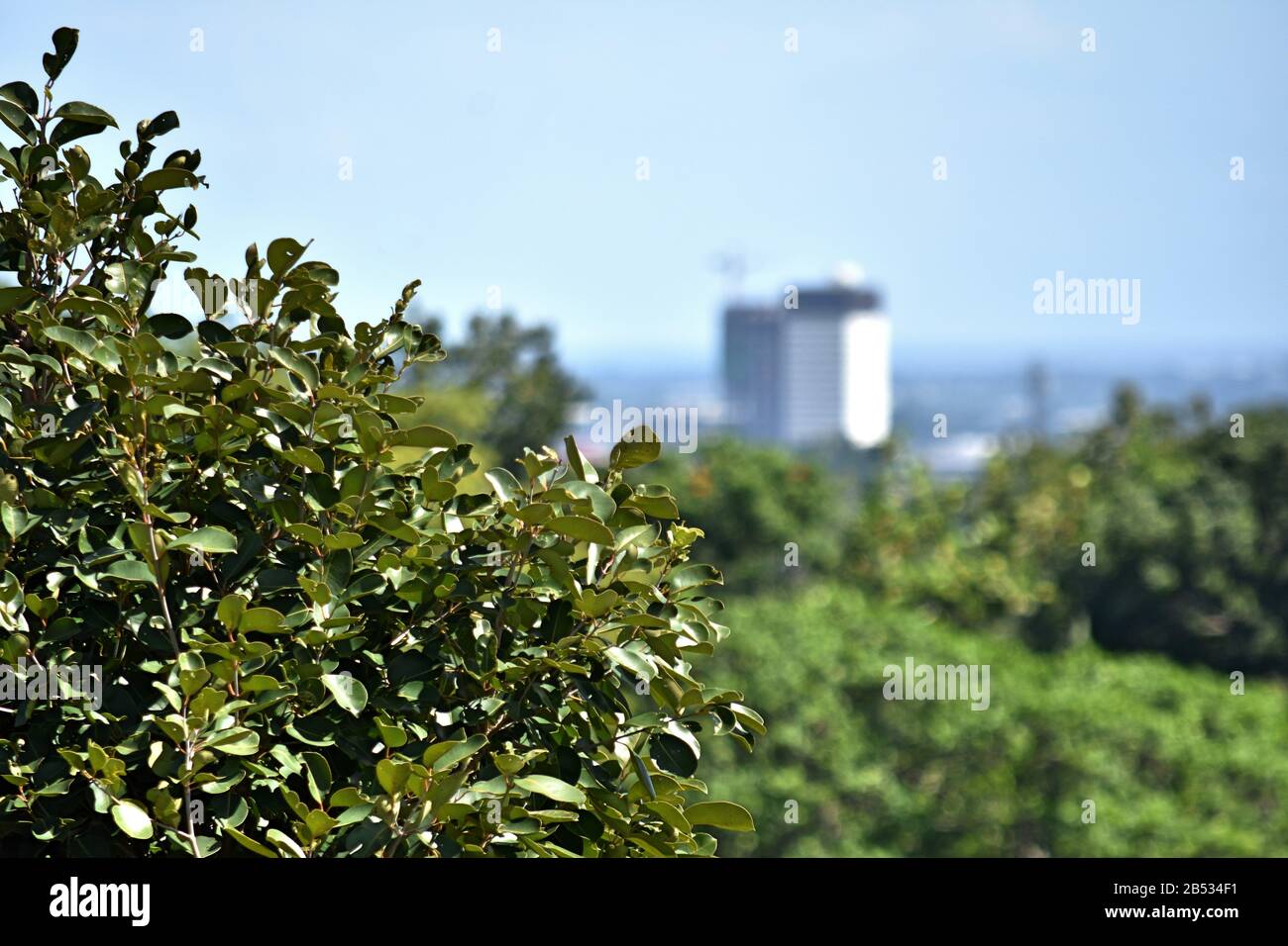 Trees With Urban City Buildings Background Stock Photo - Alamy