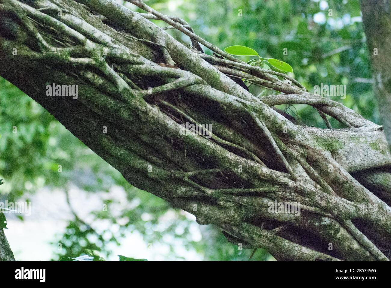 Strangler Fig Vine High Resolution Stock Photography and Images - Alamy