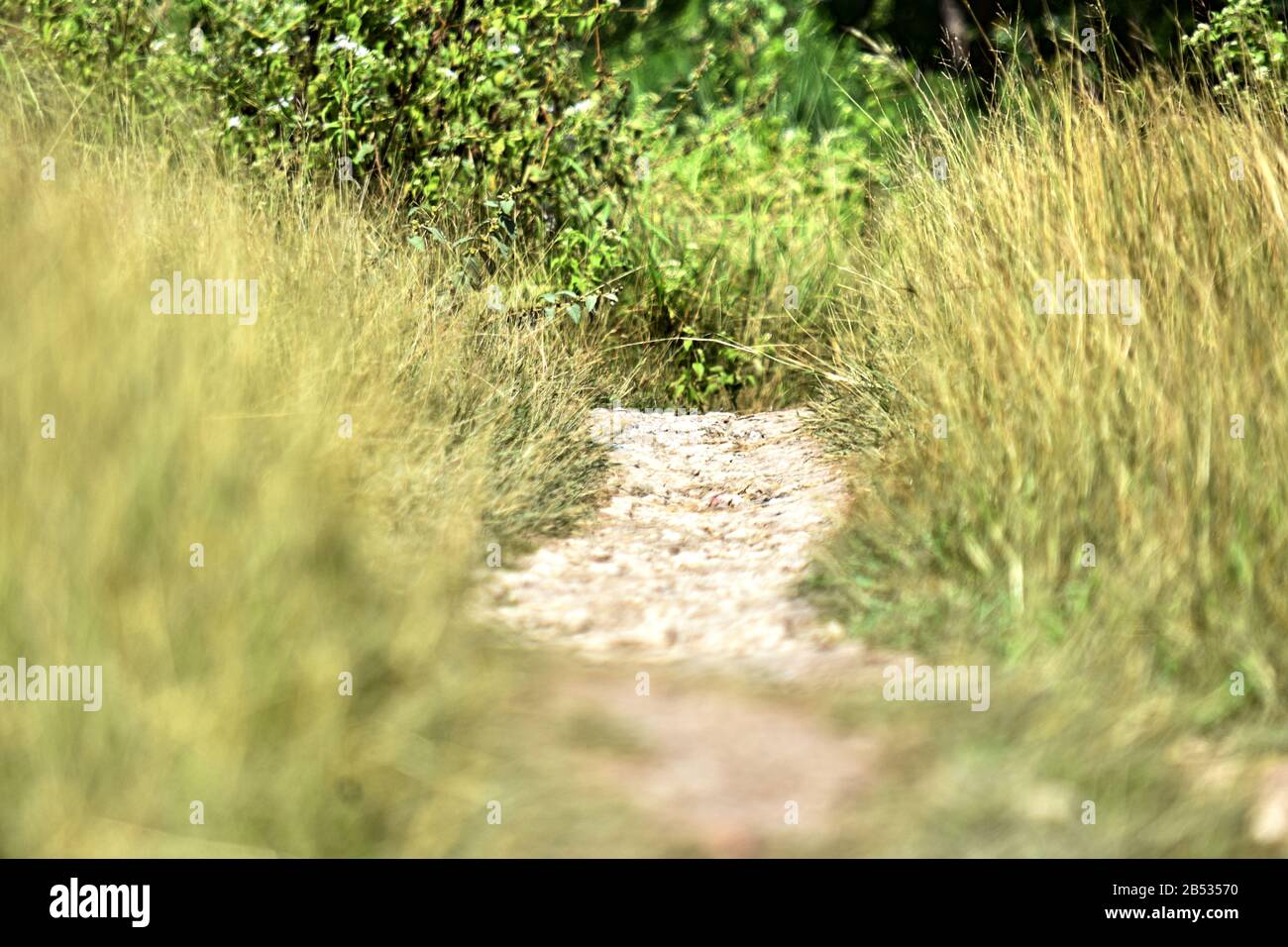 Dirt footpaths hi-res stock photography and images - Alamy