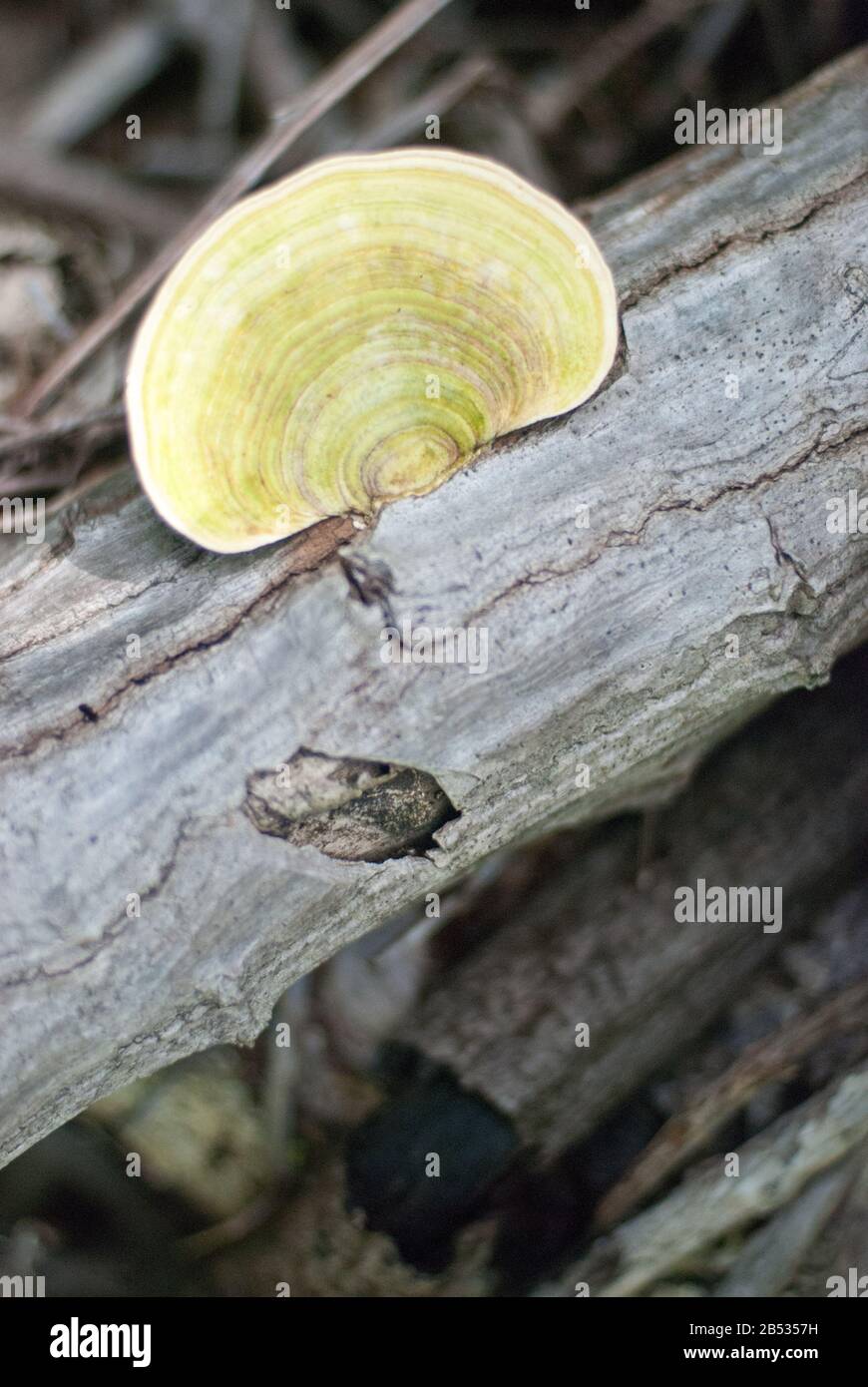 Fungus conservation hi-res stock photography and images - Alamy