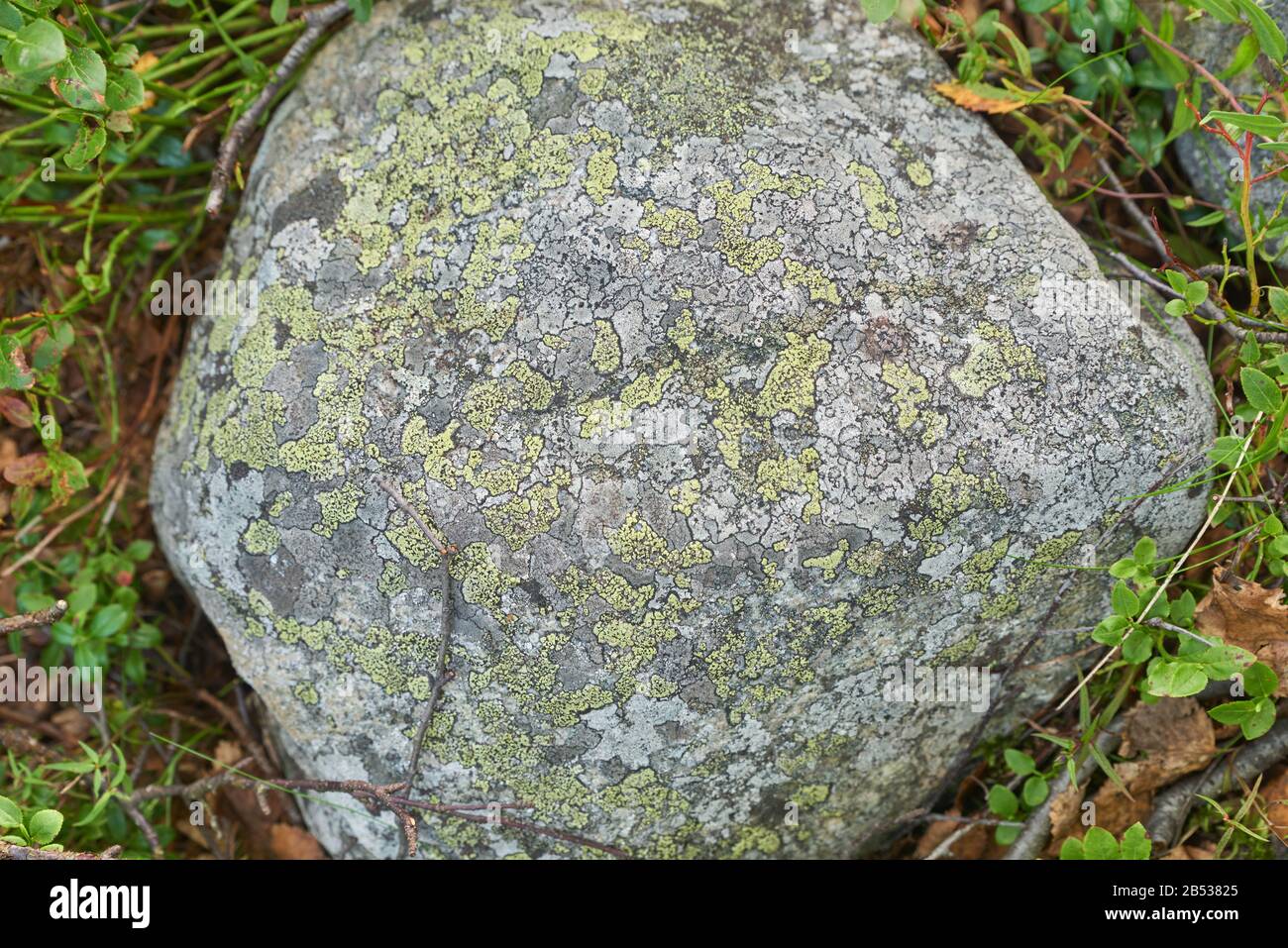 A large gray stone in the forest is covered with yellow spots of lichen ...