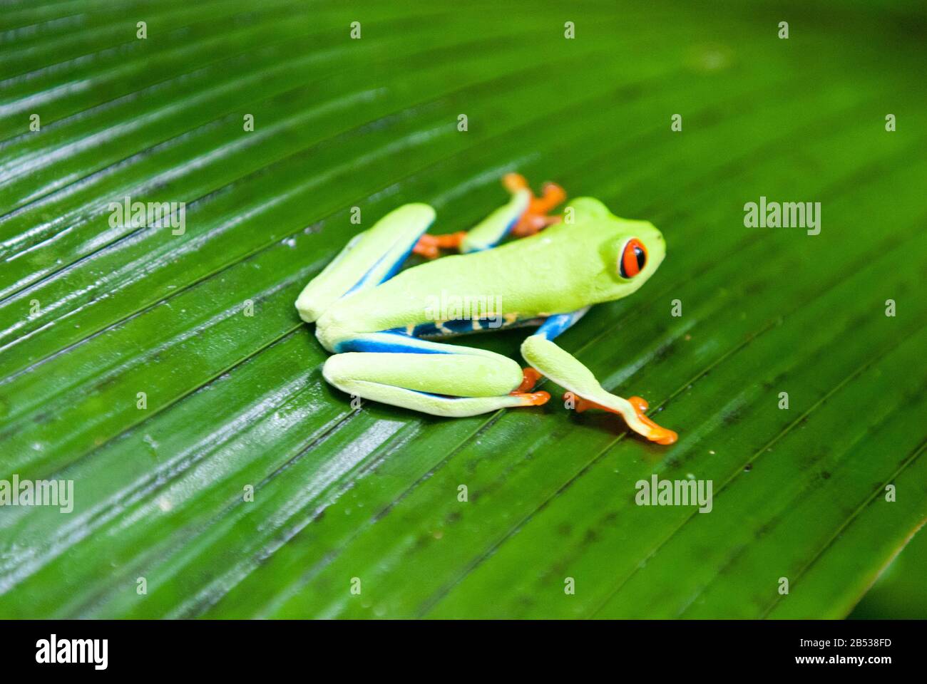 Red-Eyed Leaf (Tree) Frog Stock Photo - Alamy