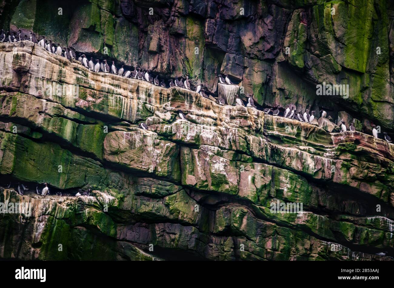 Sea birds on the cliffs, Scotland Stock Photo - Alamy