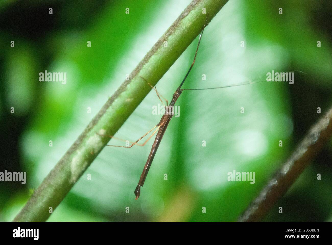 Stick insect costa rica wildlife hi-res stock photography and images ...