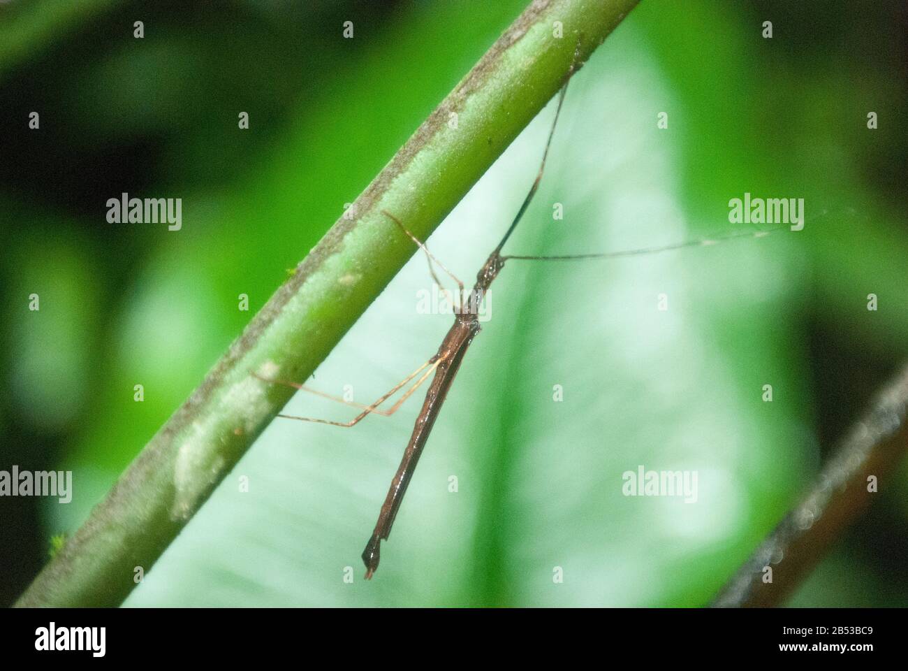 Walking stick insect hi-res stock photography and images - Alamy