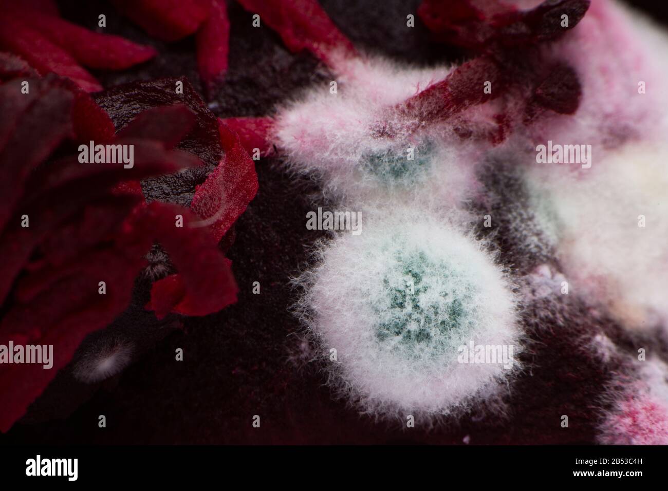 decay, blight, abandoned, plant, urban, outdoor, nature, ruined, broken ...