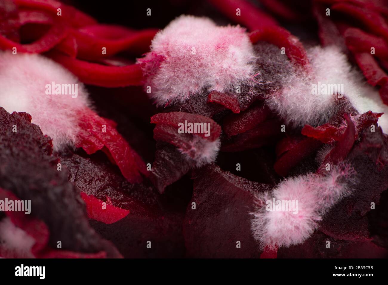 Decay blight abandoned plant hi-res stock photography and images - Alamy