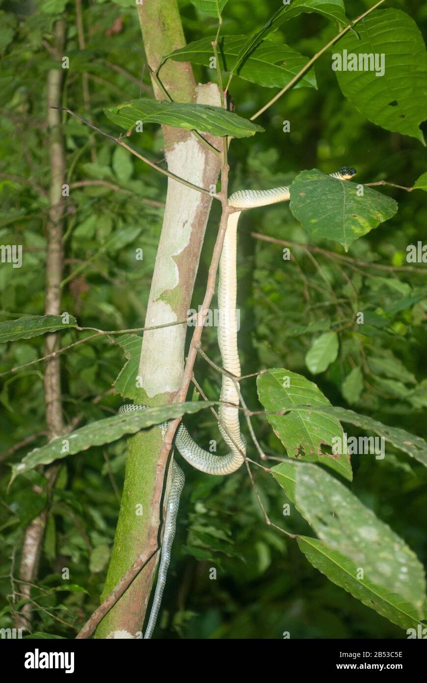 Neotropical snake hi-res stock photography and images - Alamy