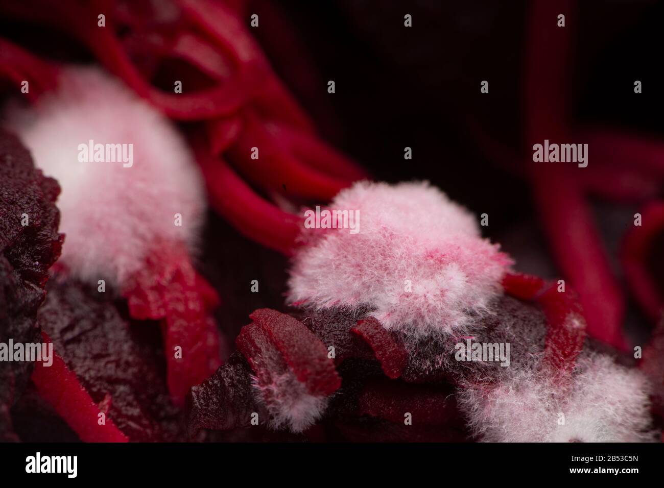 decay, blight, abandoned, plant, urban, outdoor, nature, ruined, broken ...