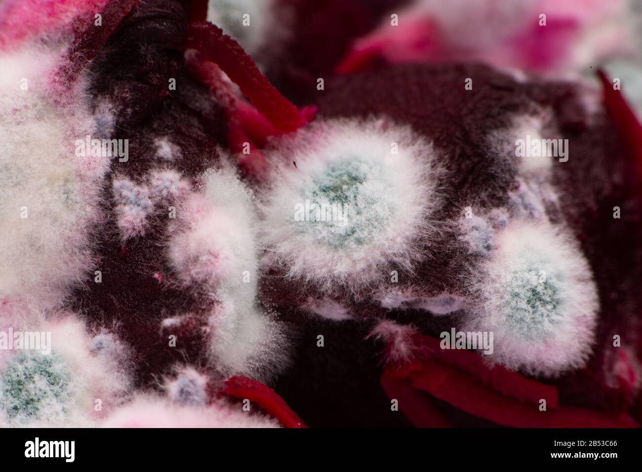 Urban farming detroit hi-res stock photography and images - Alamy