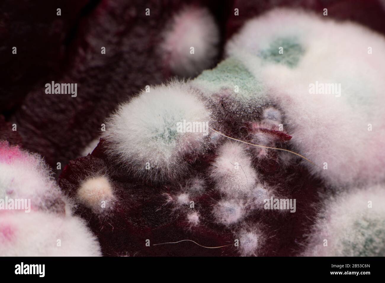 decay, blight, abandoned, plant, urban, outdoor, nature, ruined, broken ...