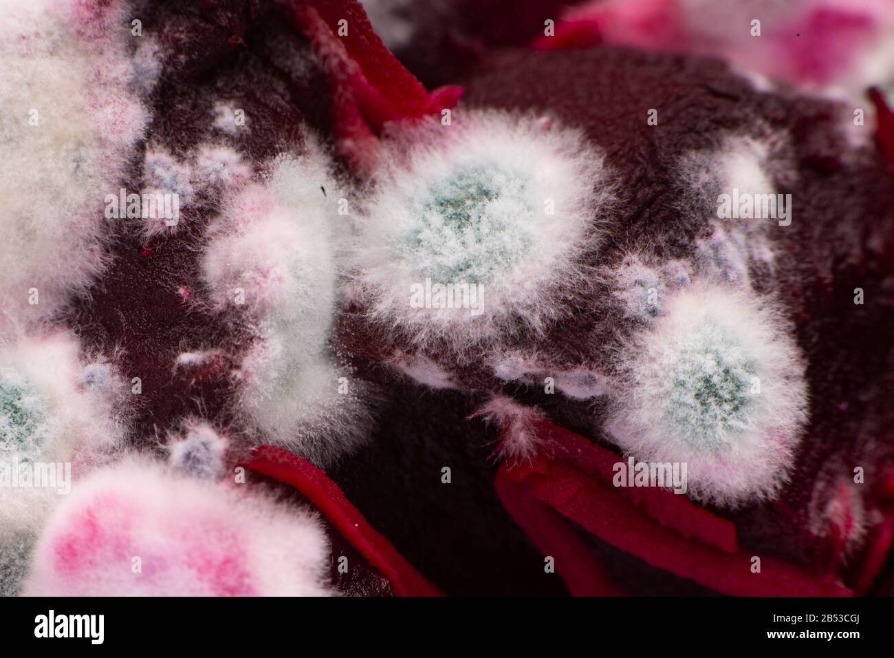 decay, blight, abandoned, plant, urban, outdoor, nature, ruined, broken ...