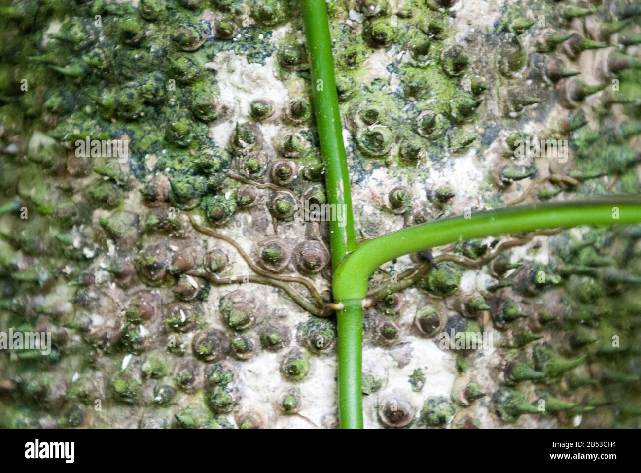 Sandbox tree hi-res stock photography and images - Alamy