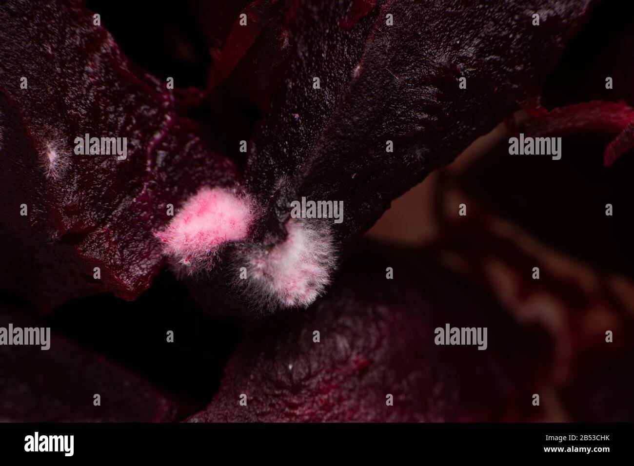 decay, blight, abandoned, plant, urban, outdoor, nature, ruined, broken ...