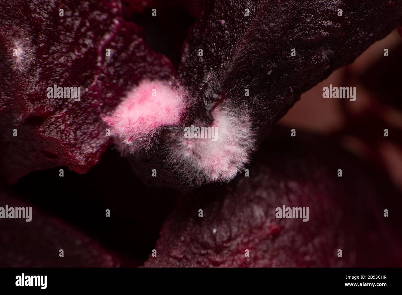 decay, blight, abandoned, plant, urban, outdoor, nature, ruined, broken ...