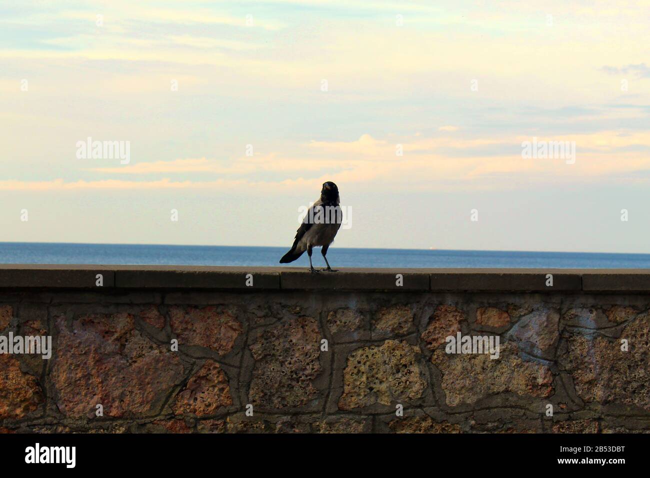 Black crow sits on a wall Stock Photo - Alamy