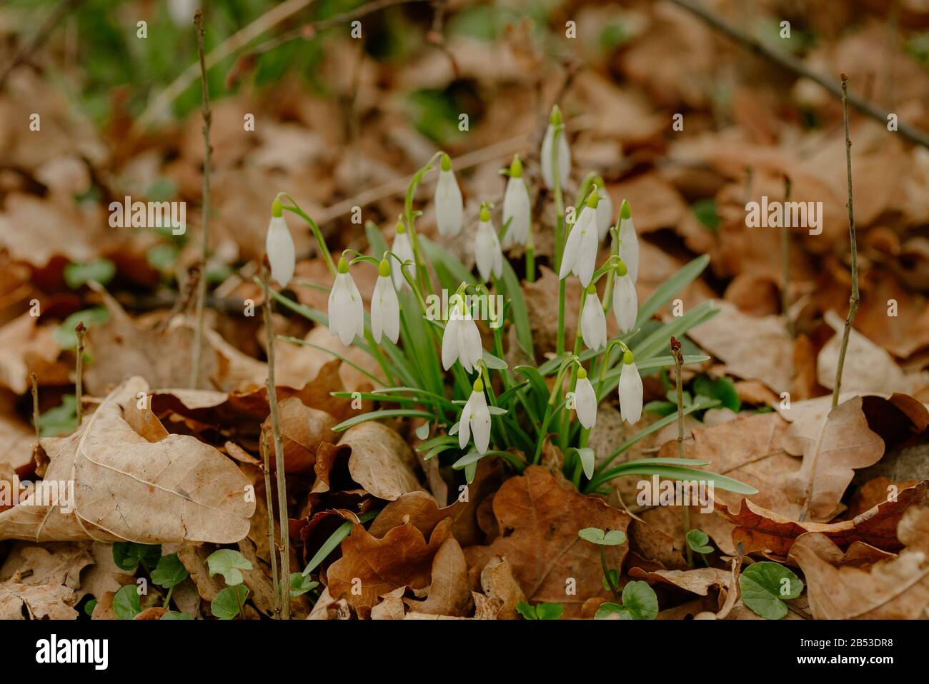 Beautiful snowdrops on snow hi-res stock photography and images - Alamy