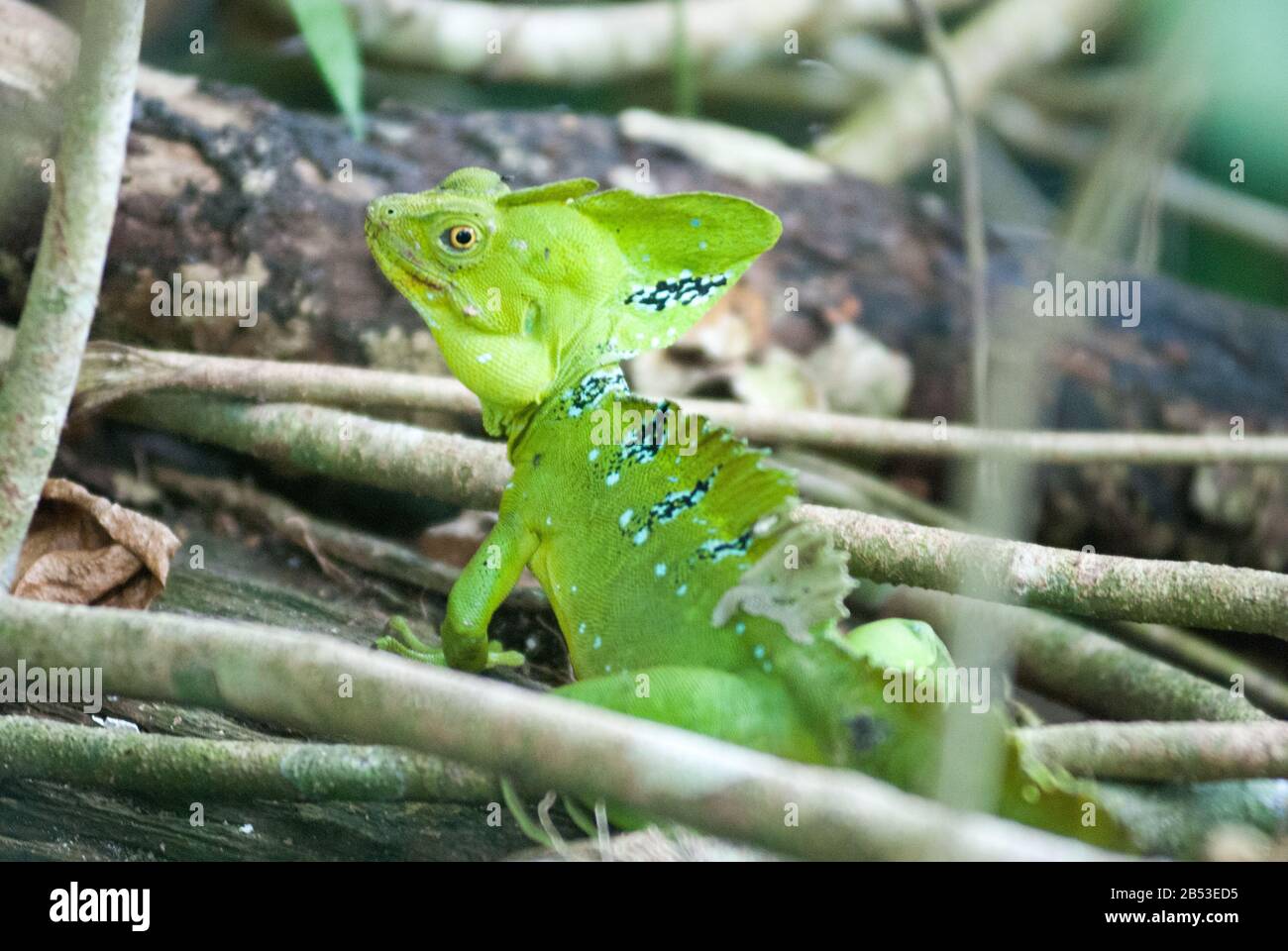 Jesus Christ Lizard (Plumed Green Basilisk Stock Photo - Alamy