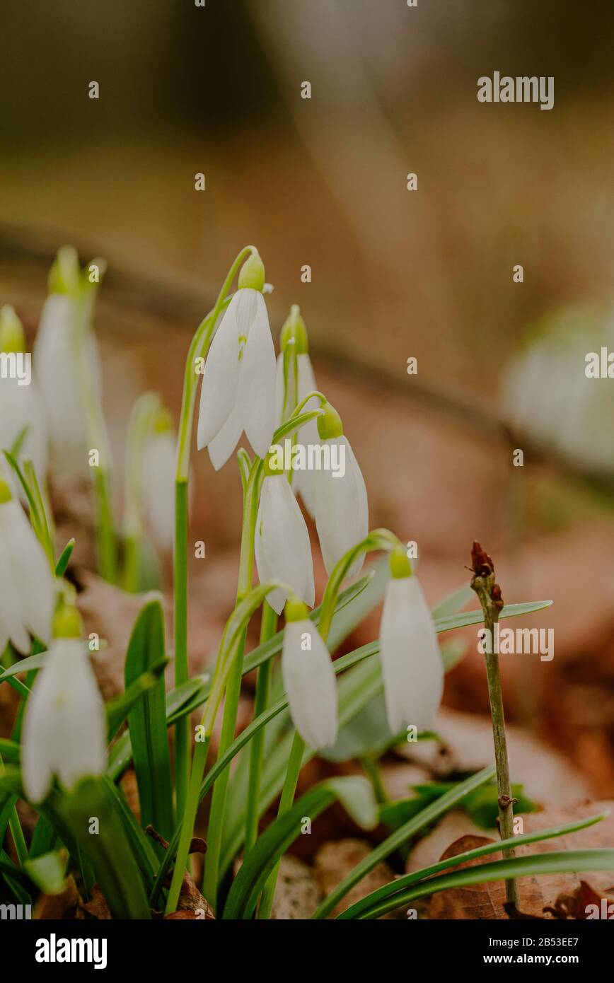 growing snowdrops in spring in park Stock Photo - Alamy