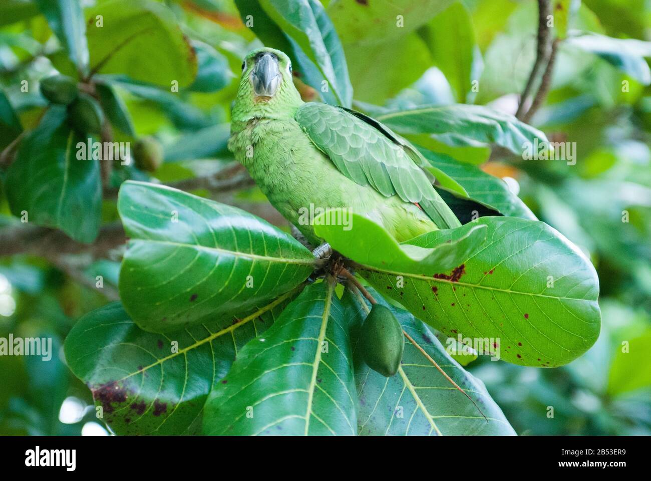 Parrot conservation hi-res stock photography and images - Alamy