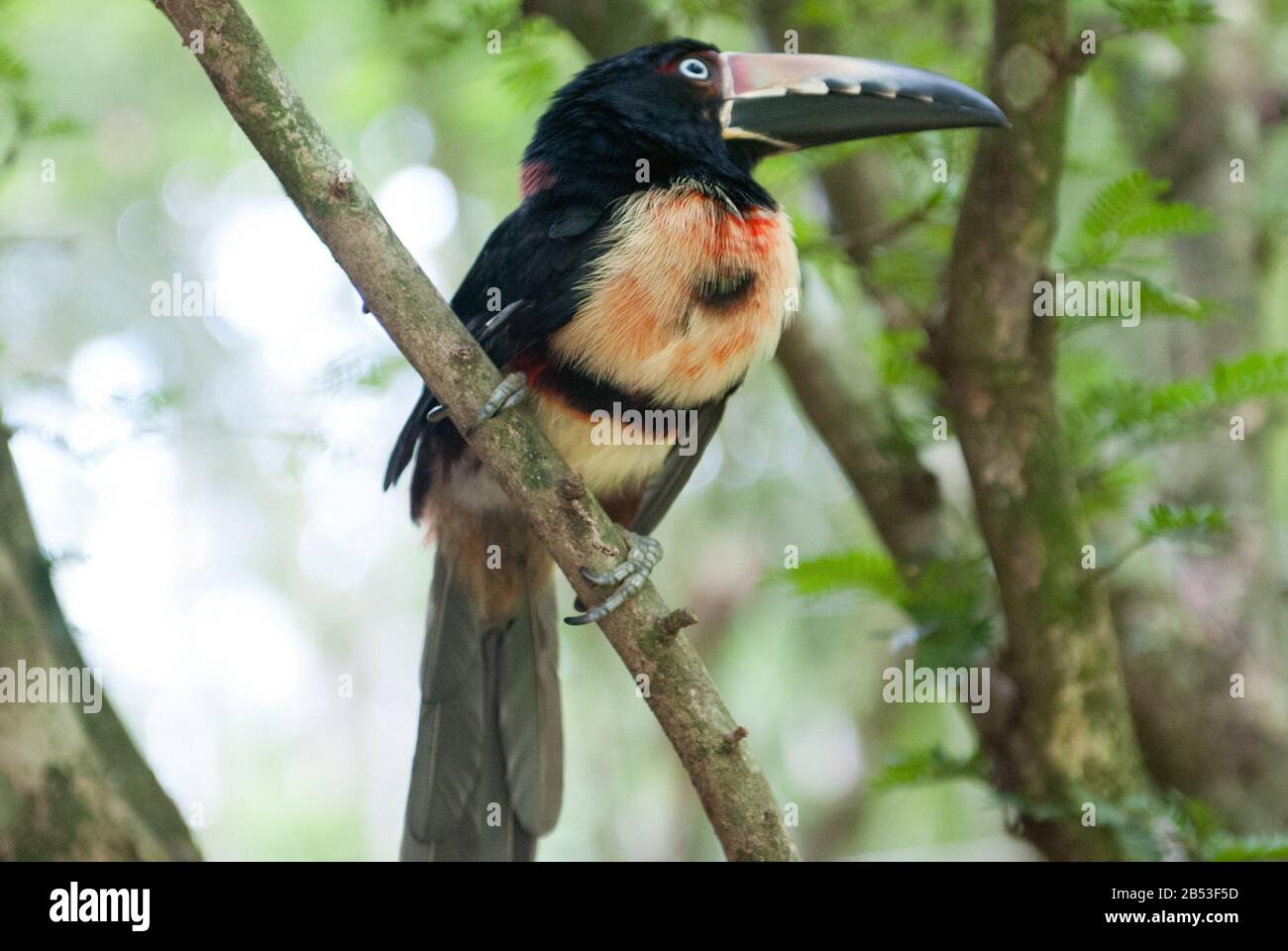 Collared Aracari toucan Stock Photo - Alamy
