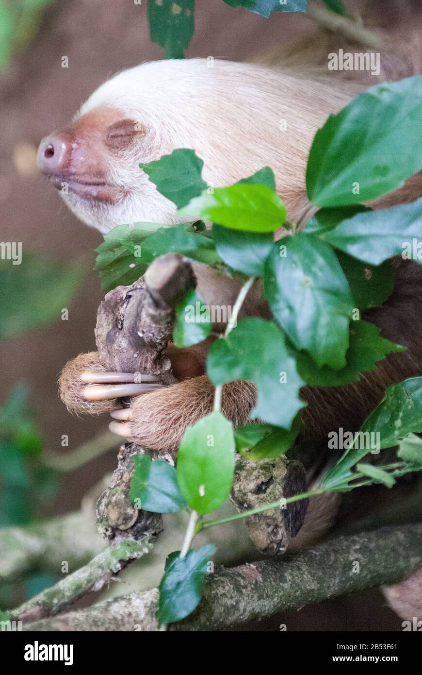Hoffman's Two-Toed Sloth Stock Photo - Alamy