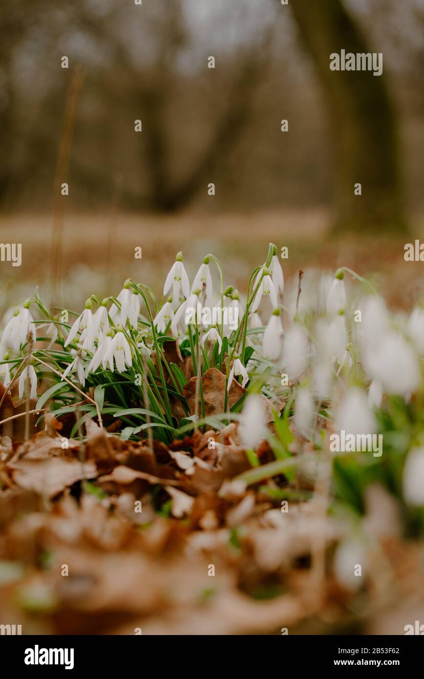 growing snowdrops in spring in park Stock Photo - Alamy